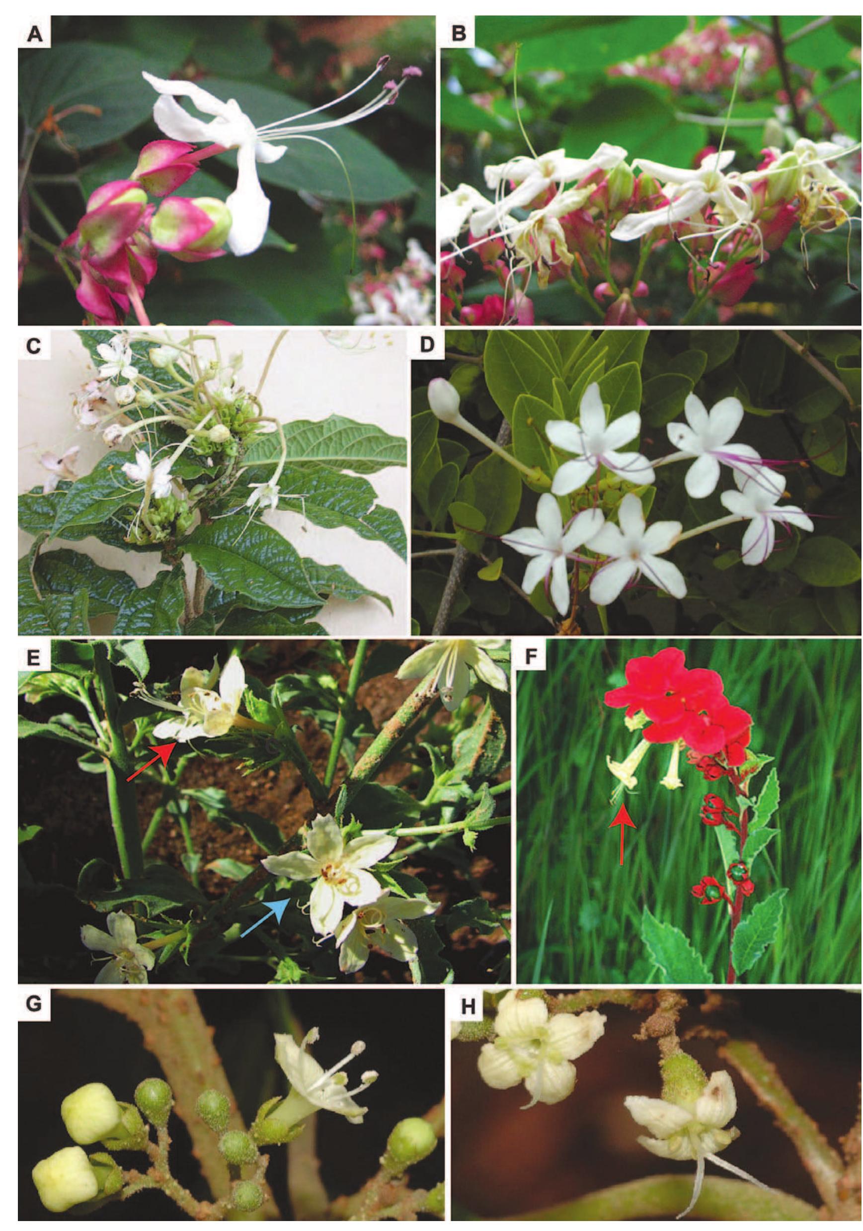 Representative floral images of clerodendrum s.str. and