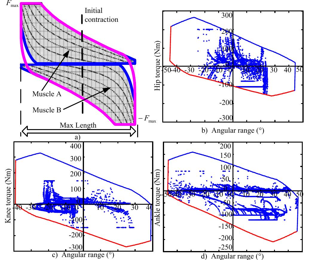 The muscles angle-torque diagram and joint requriements for