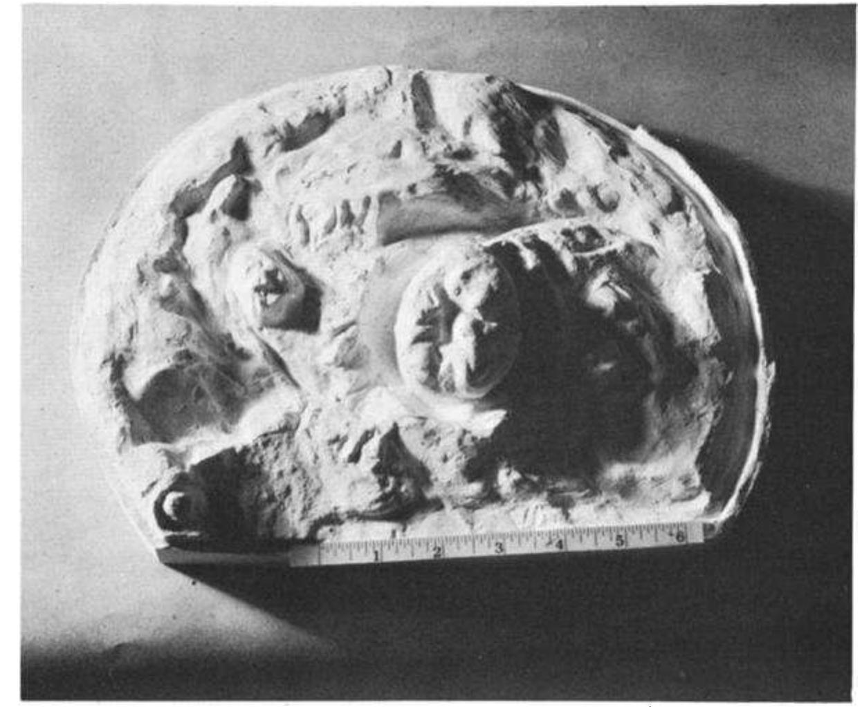 Plaster model of sample 2 (rock sample analyzed with the