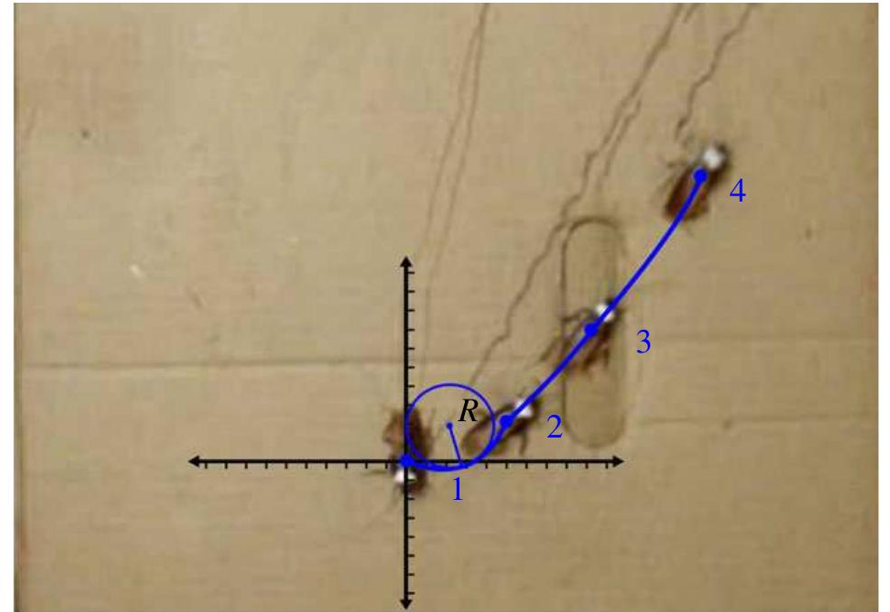Example of a typical turning experiment using a tethered