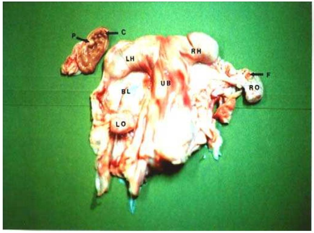 Figure 1 - Anatomy and histology of the female reproductive