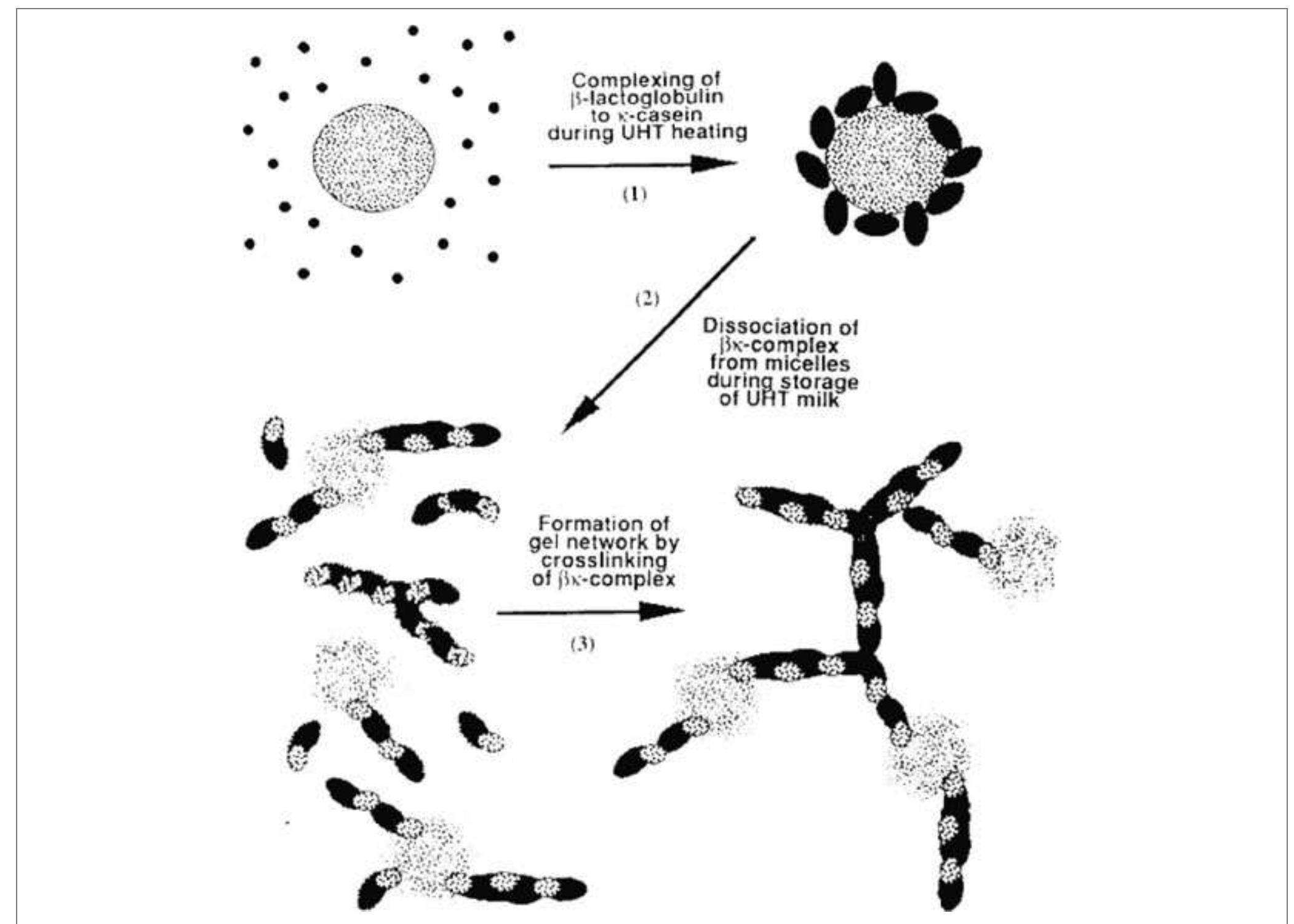 —model of age gelation of uht milk showing (1) formation of