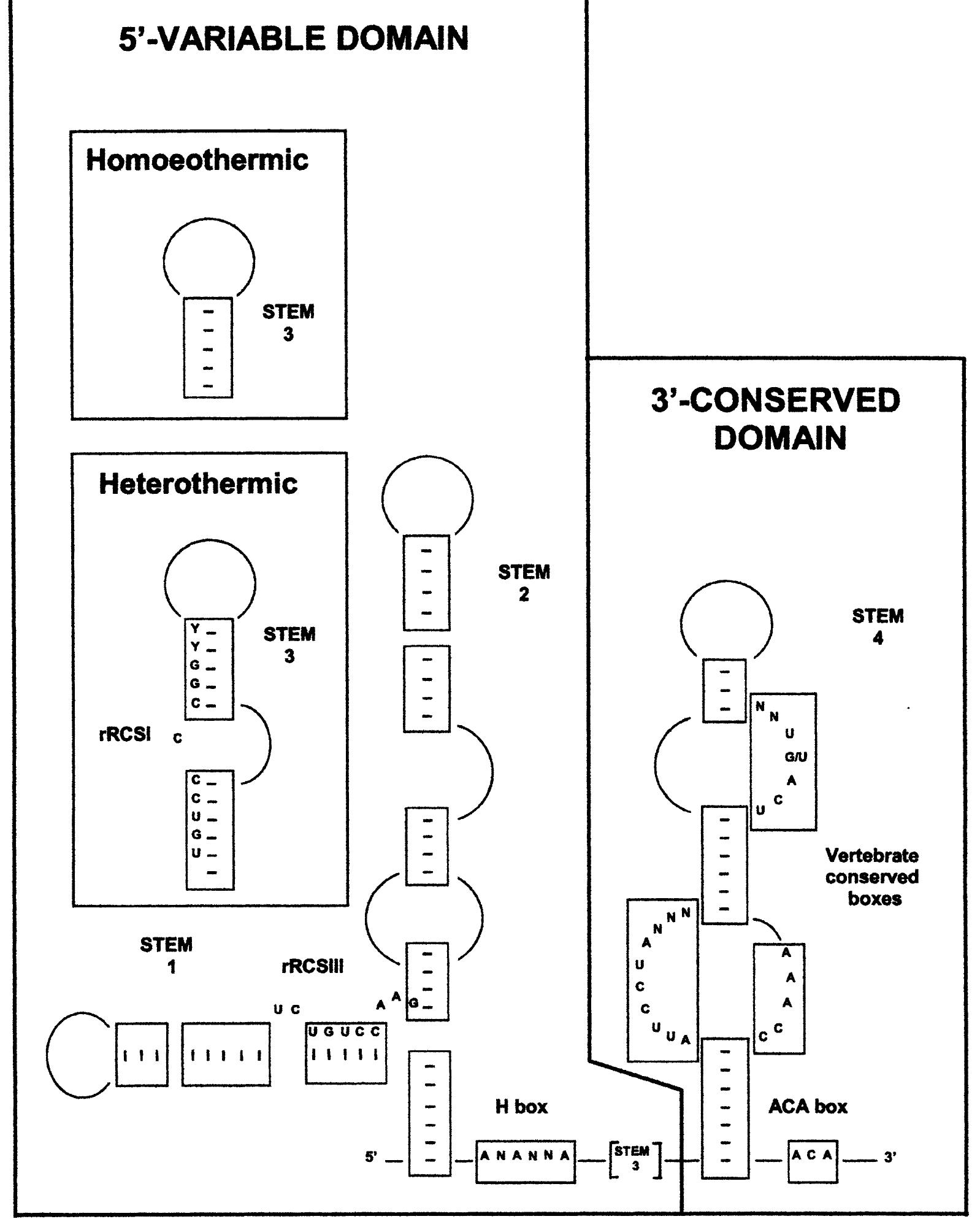 Rna.chem.rochester.edu). complementary regions are boxed;