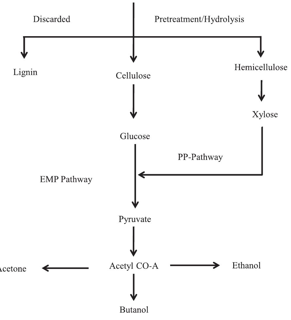 Schematic diagram of various substrate utilization.