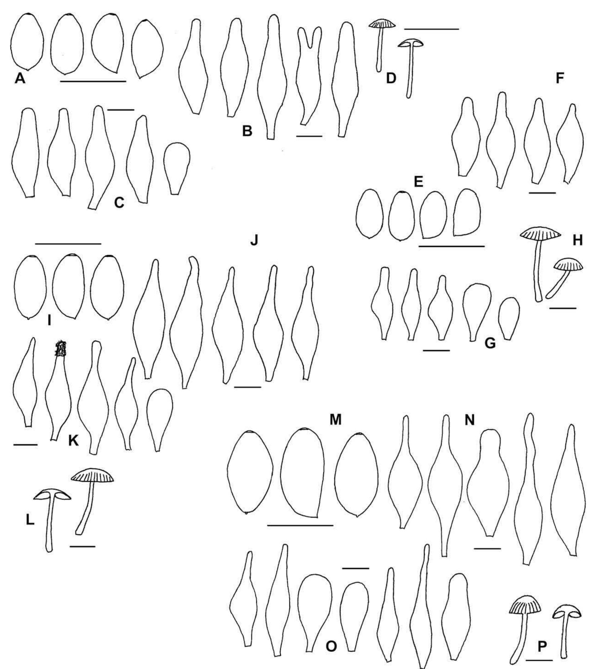 Figure 5 - from Fourteen coprophilous species of Psathyrella
