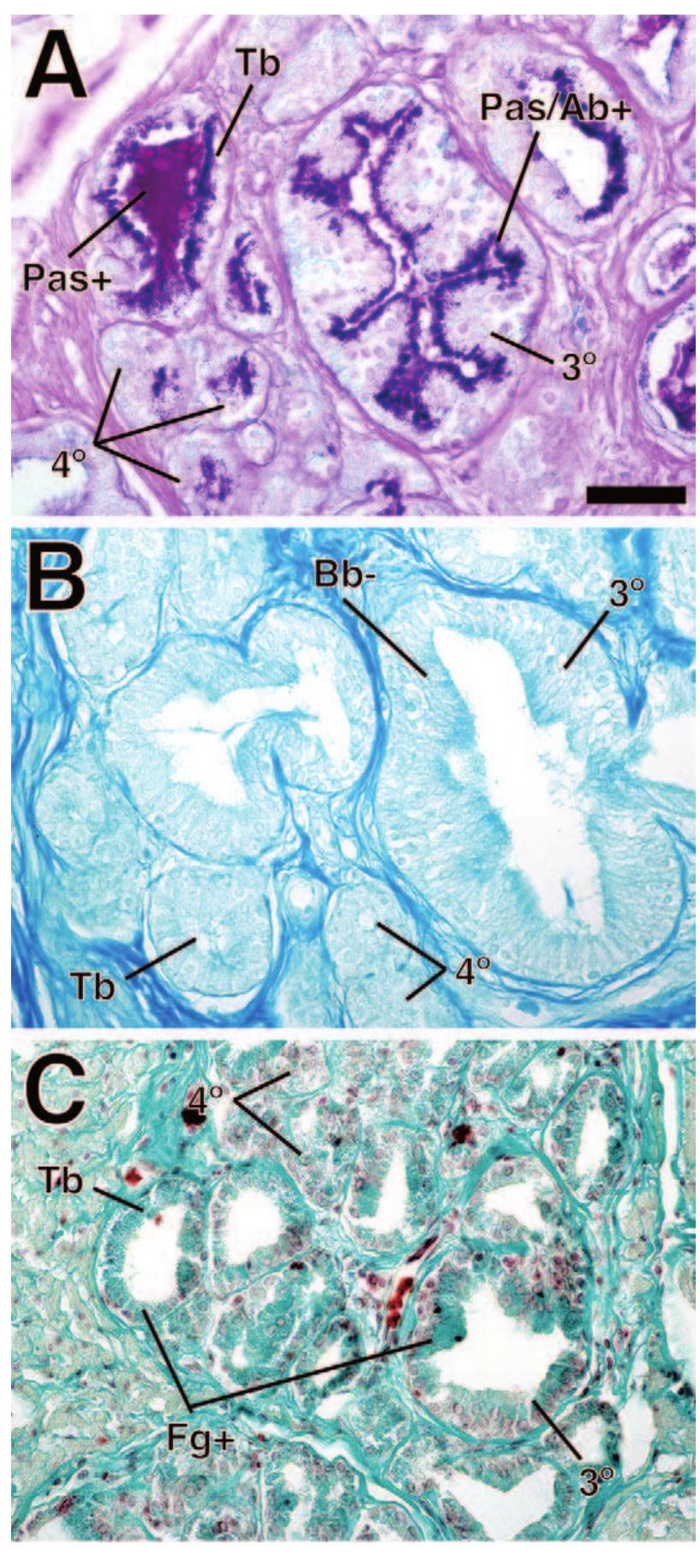 Fic. 3.—histochemistry of the tertiary and quaternary