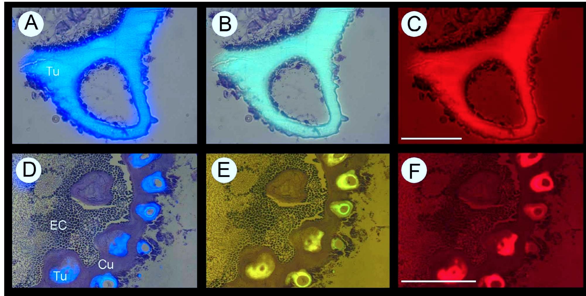 The autofluorescent elytral tubercles. a-c, harmothoe