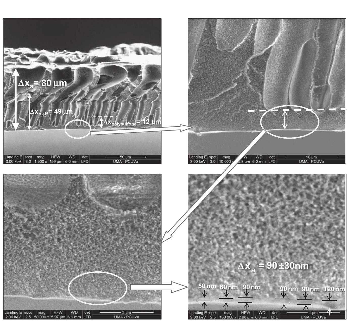 Esem images of desal-hl membrane in a transversal cut. the