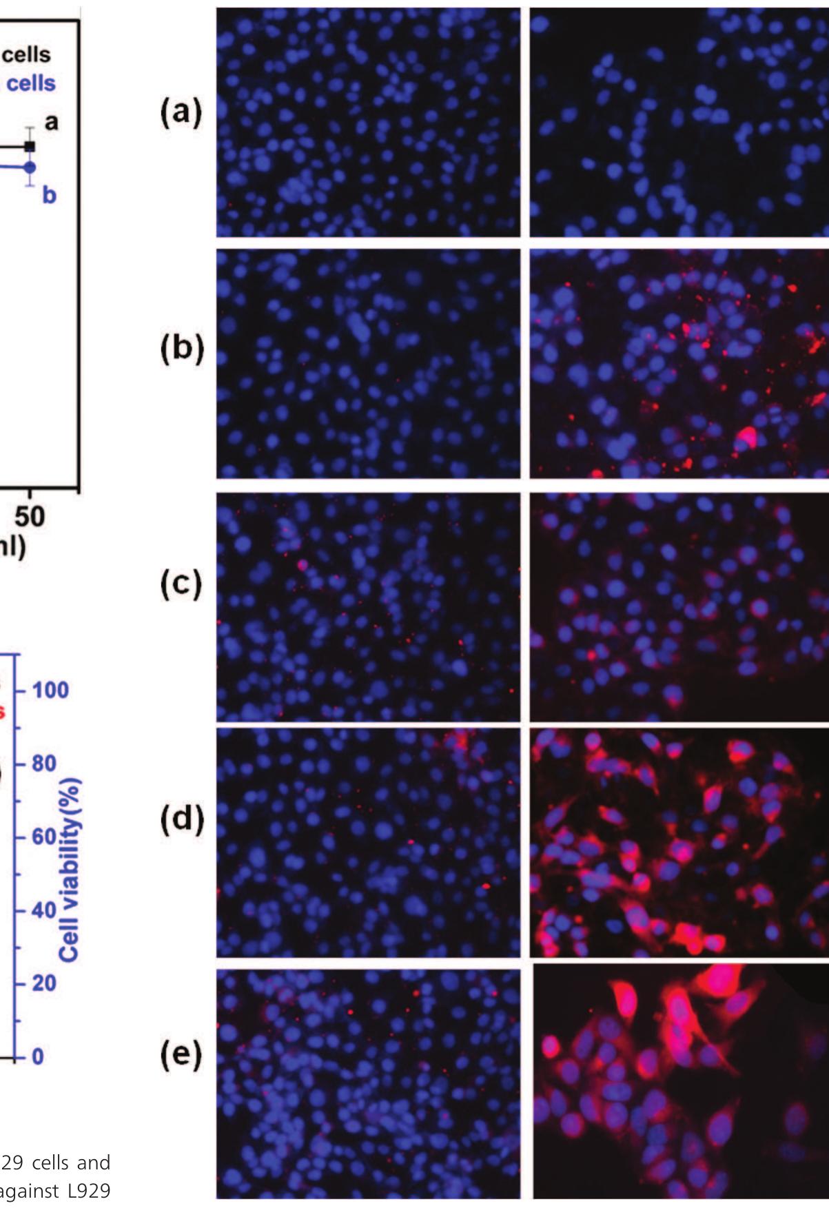 Fluorescence microscopy images of l929 cells (left side) and