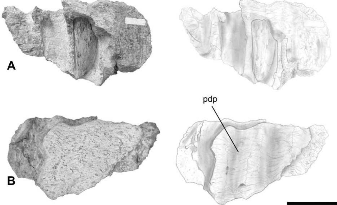 Photograph and drawing of the carcharodontosaurid right