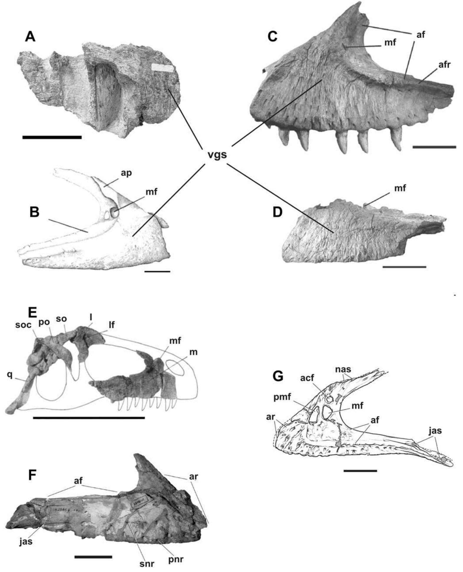 Figure 6 - from First Brazilian carcharodontosaurid and