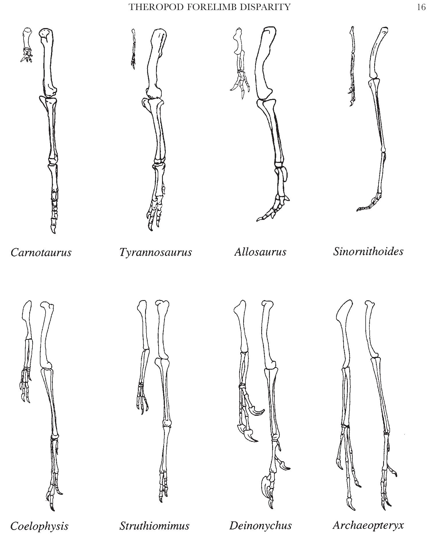 Relative proportions of forelimb and hind limb in various