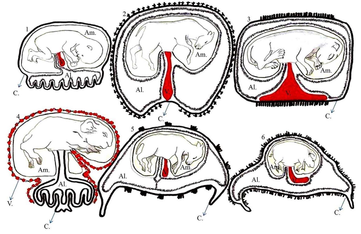 Schematic representation of the different types of placenta