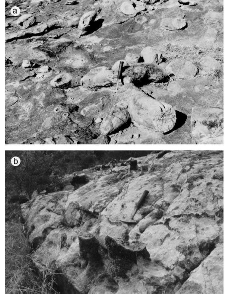 (a) large-scale trace fossils (type a) showing lateral