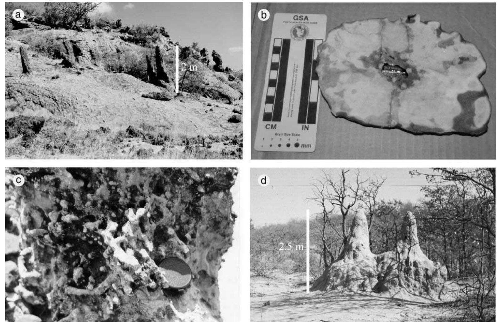(a) giant digit-like, columnar trace fossils (type c). note
