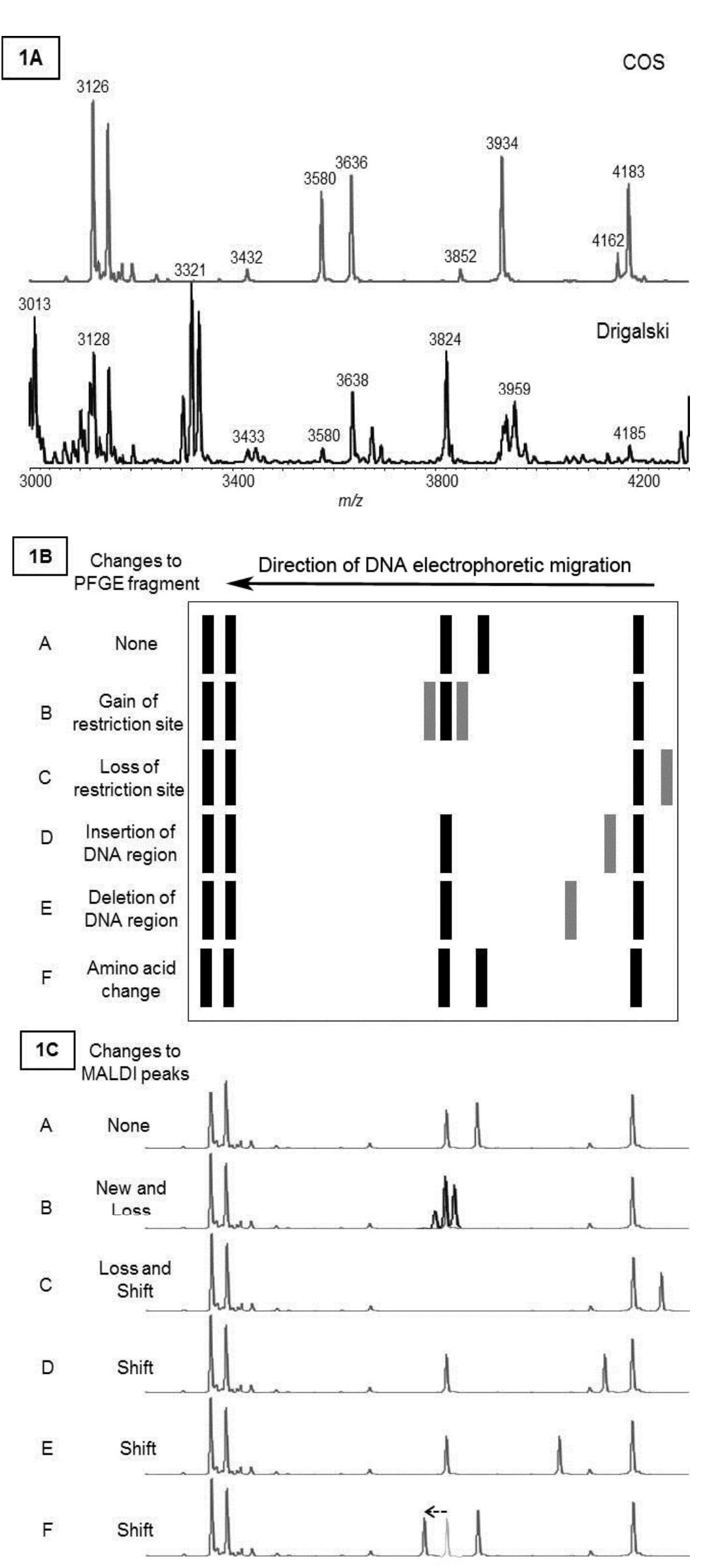 Figure 1 - MICROBIAL TYPING BY MALDI-TOF MS: DO WE NEED