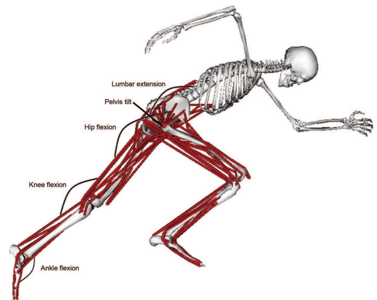 Sagittal joint angle representations. pelvis tilt represents