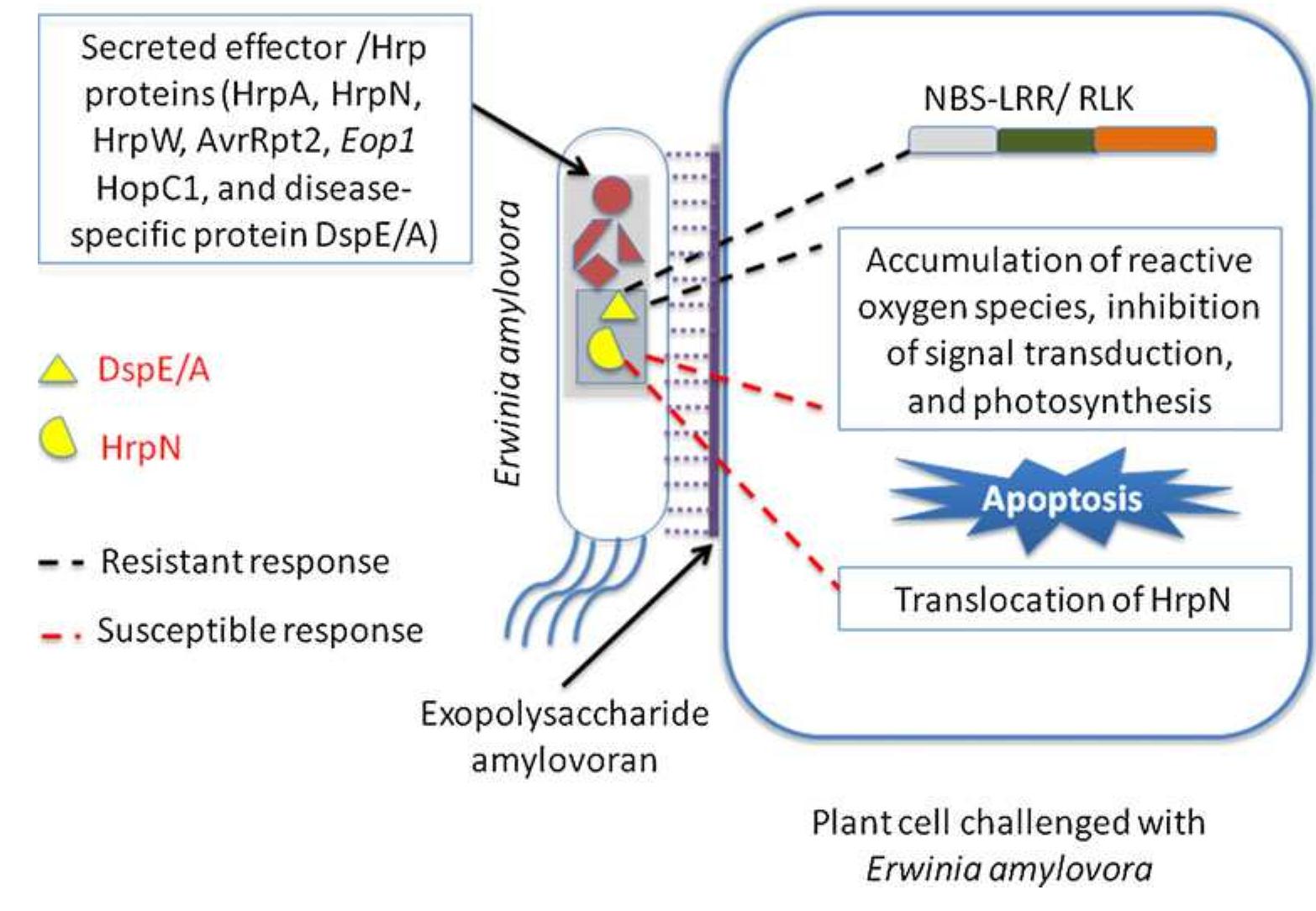 Figure 3 - Molecular Mechanisms of Pathogenesis and