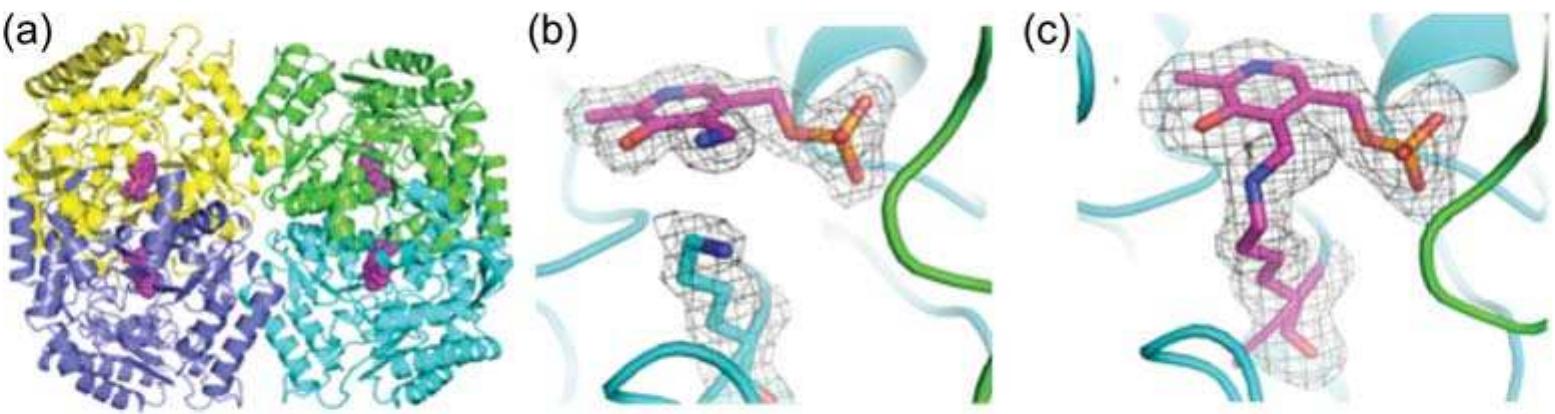 Crystal structure of vfat and r414 mutant vfat. (a) overall