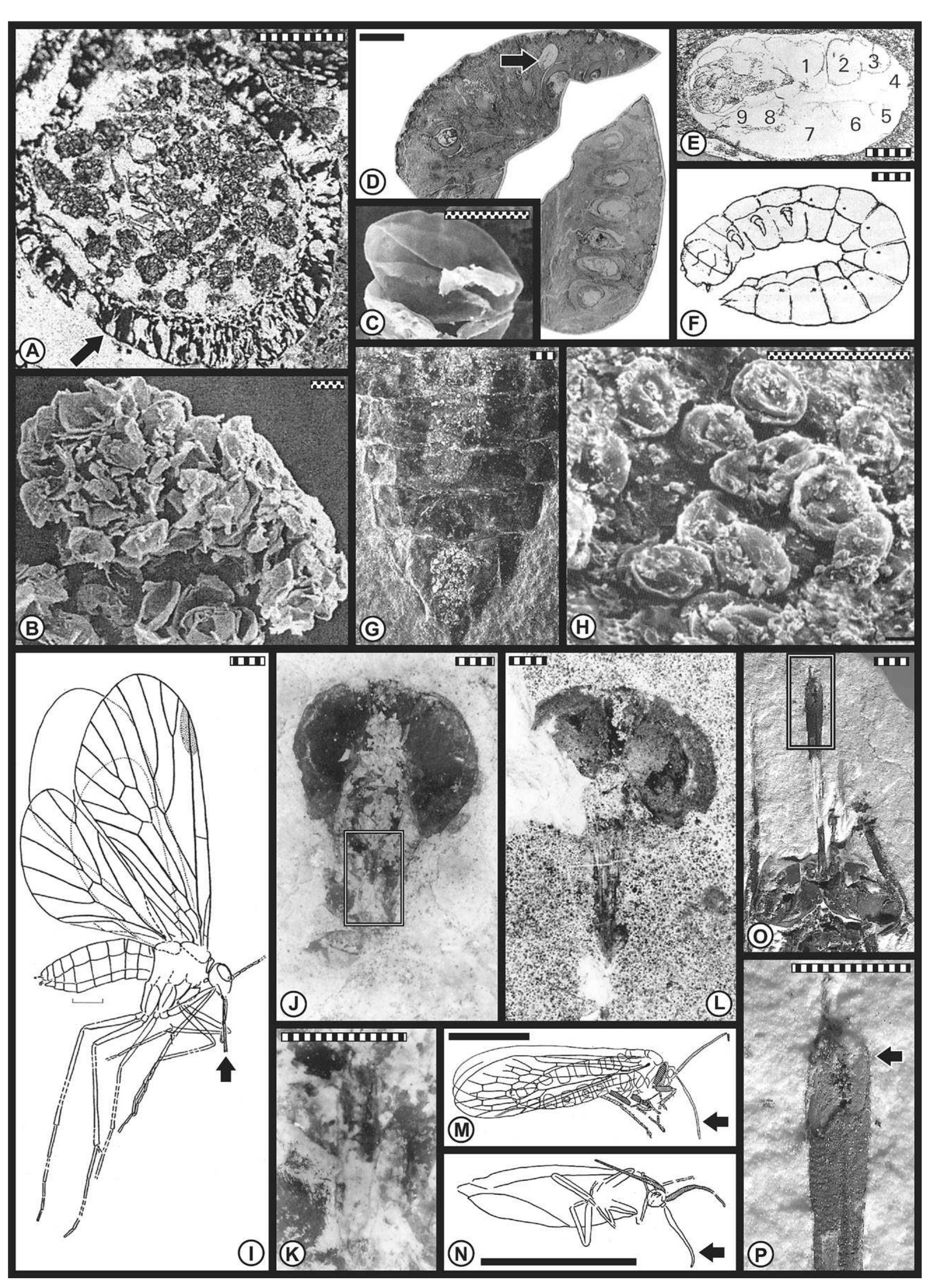 Figure 4 - Pollination Drops, Pollen, and Insect Pollination