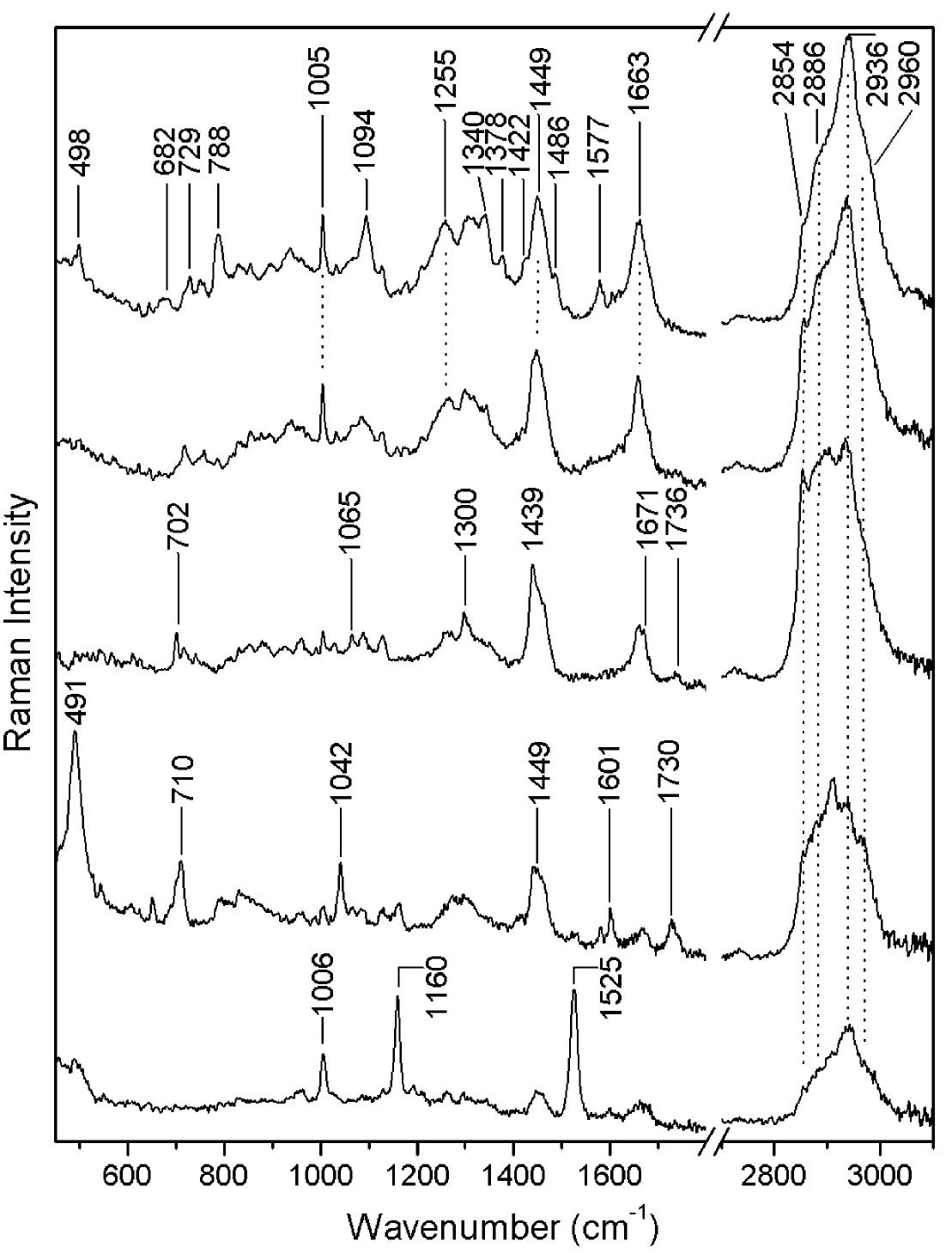 Raman spectra of the mapping data set from 450 to 1800 and
