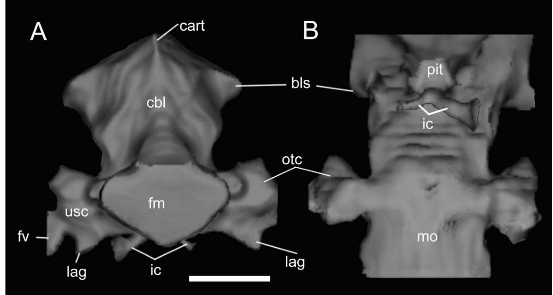 The endocast of the fore- and midbrain forms a sin- gle
