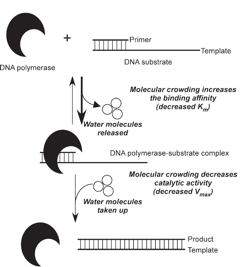Schematic diagram of dna polymerase reaction mechanism with