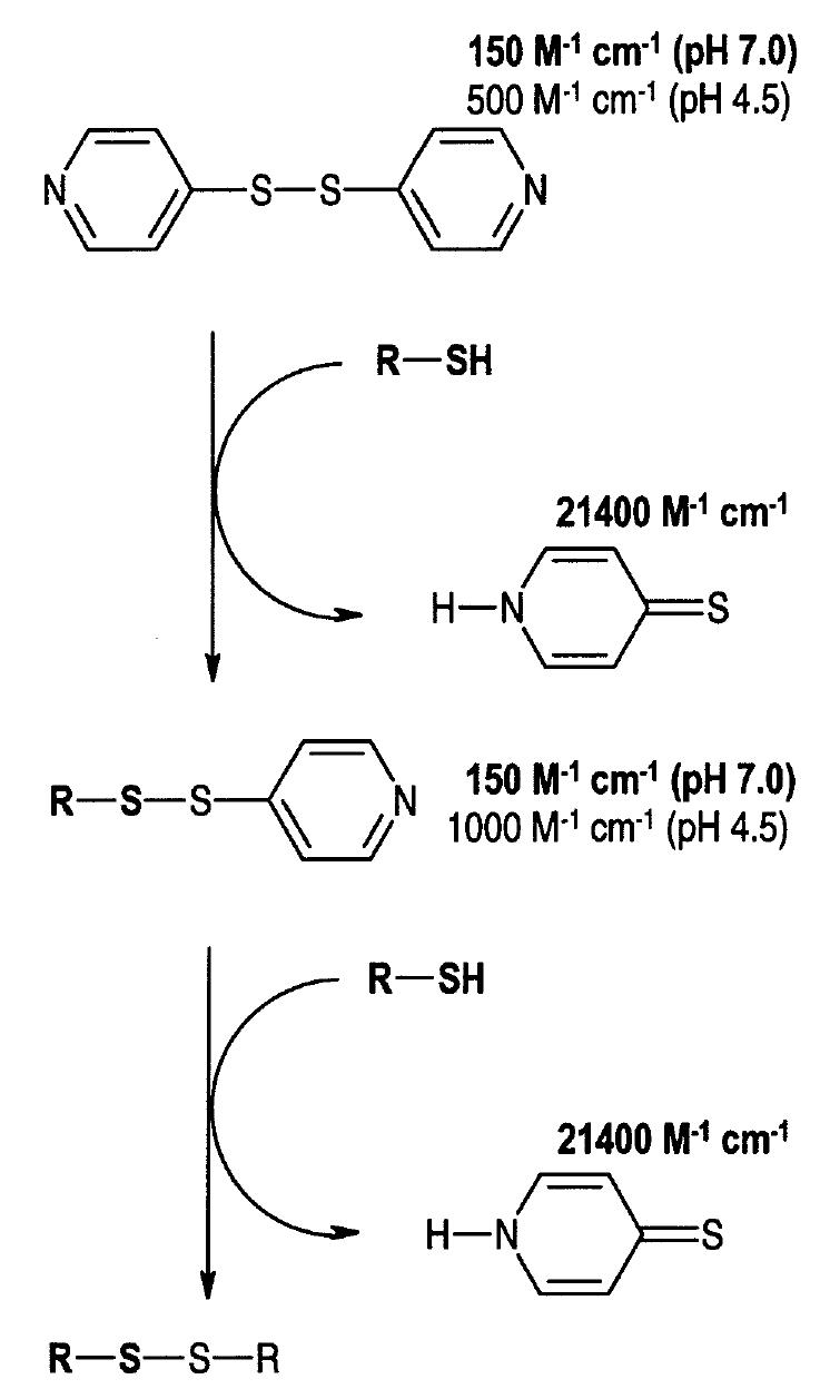 Two-step reaction of a mercaptan with dtdp, yielding one