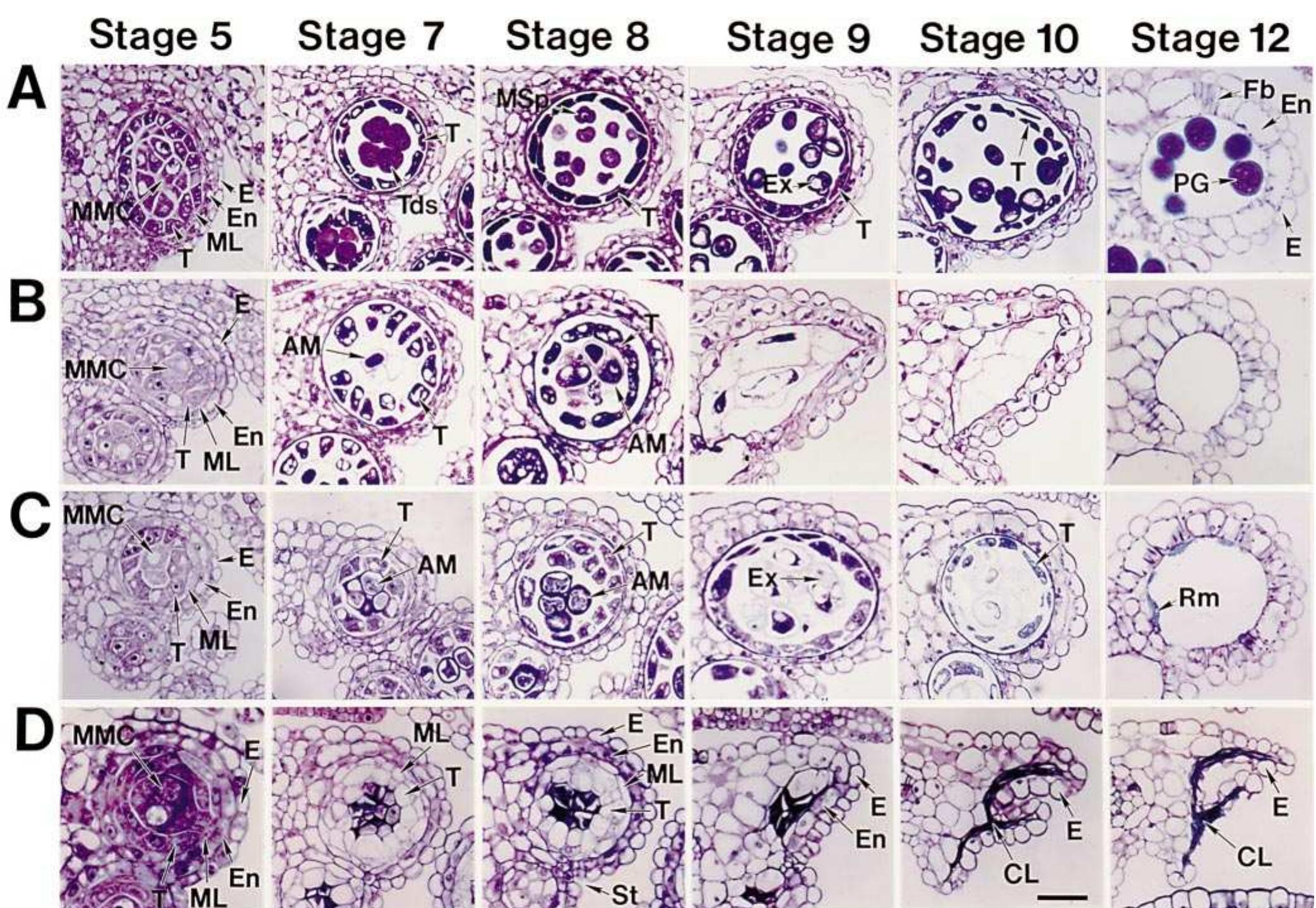 Figure 7 - from Anther developmental defects in Arabidopsis