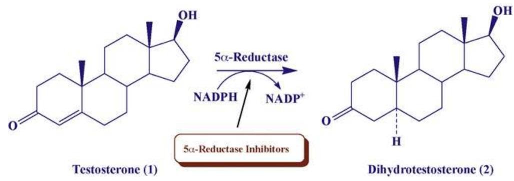 Site of action of 5a-reductase inhibitors. ee as ee oe, ae