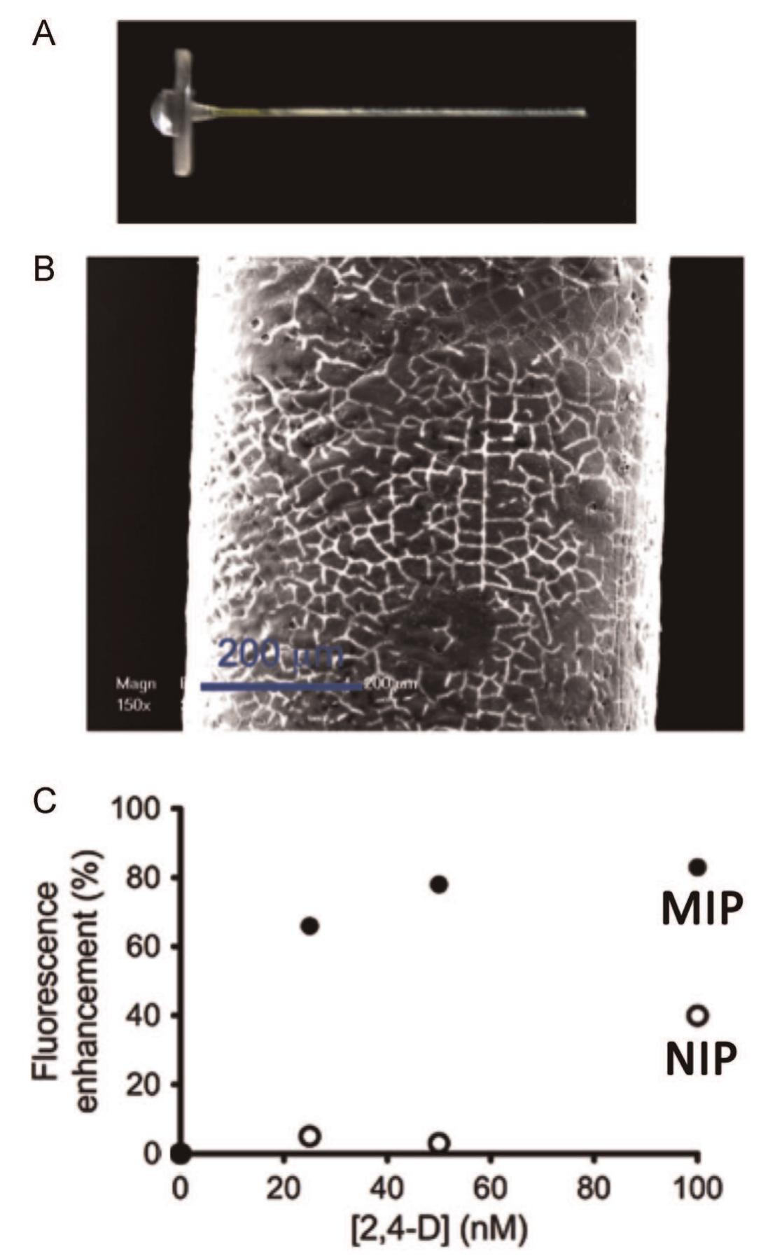 (a) photograph and (b) scanning electron microscope image of
