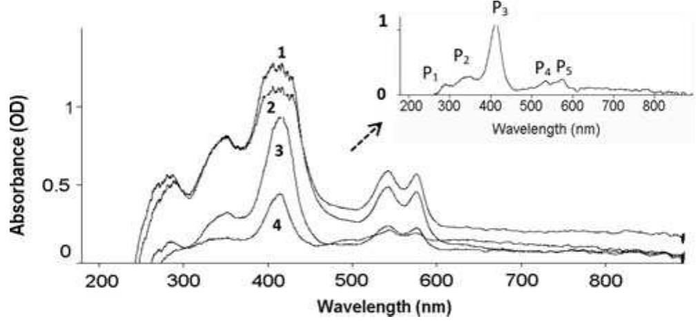 Typical overlaid absorbance spectra of lyophilized human red