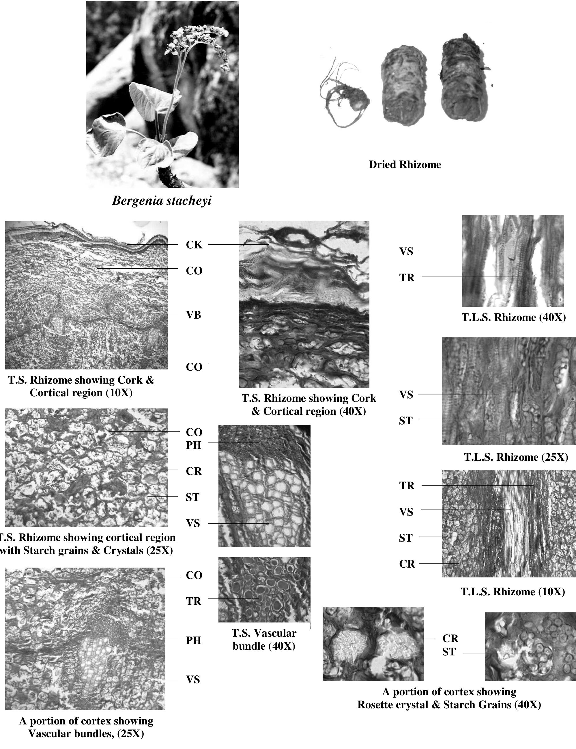 Plate 3—macro and microscopic characters of b. stracheyi