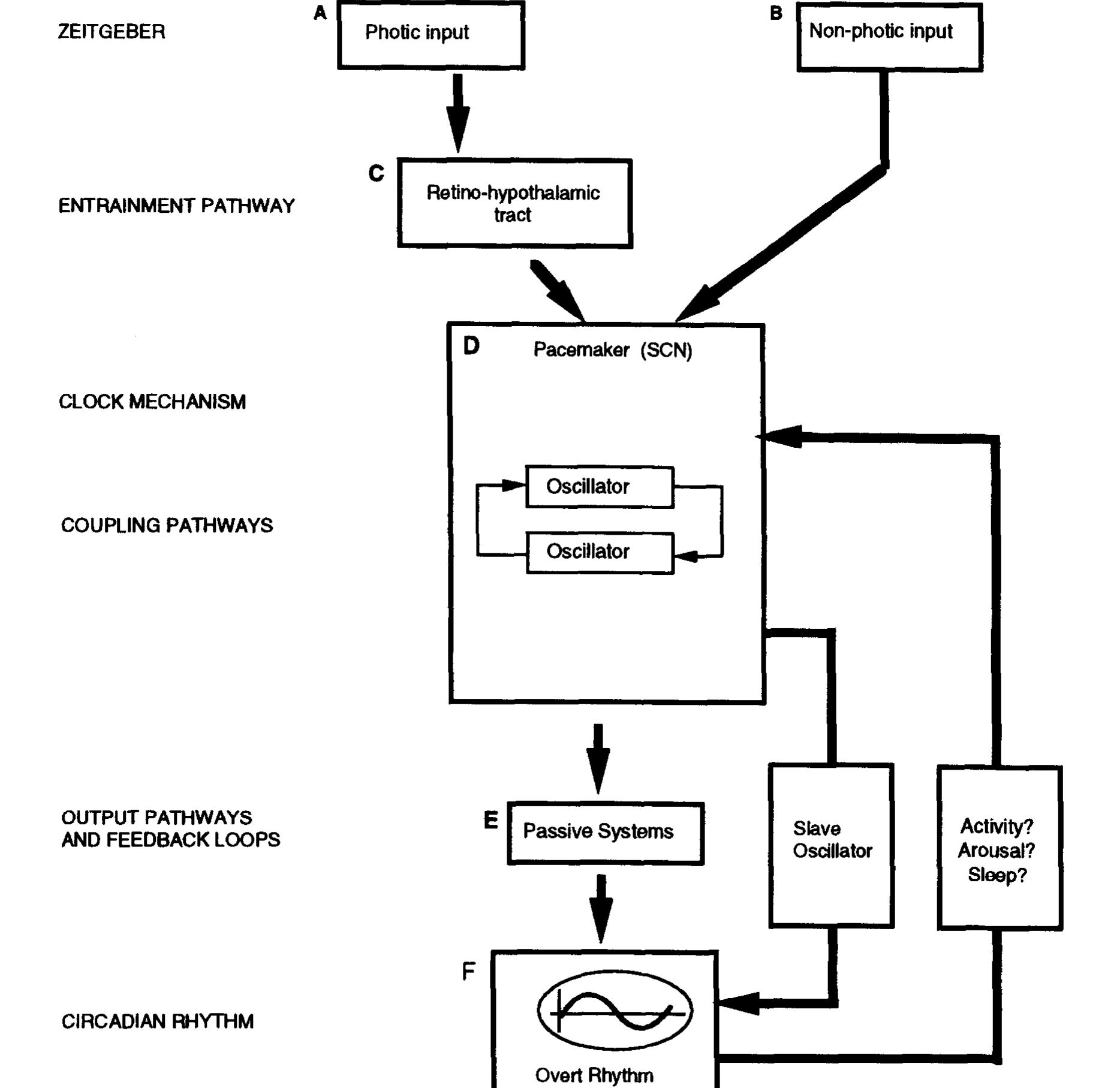 Schematic diagram of components of a generalised mammalian