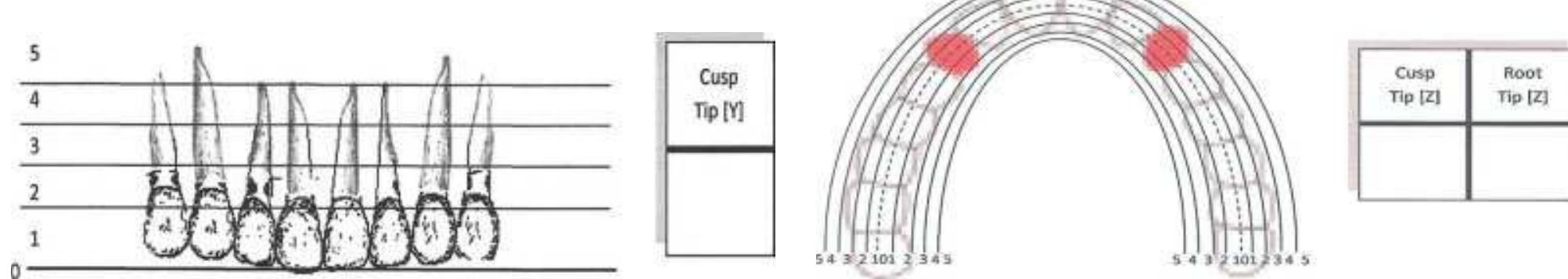 Anterior-posterior dimension (x) for both cusp tip and root