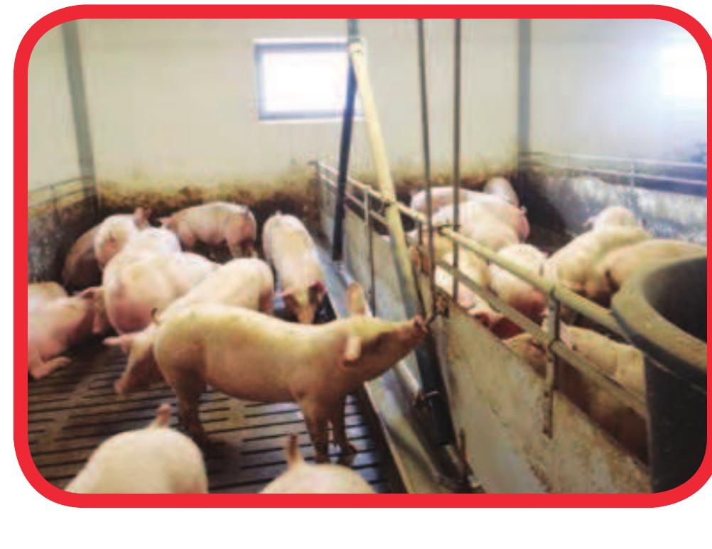 (PDF) Pig buildings design and build - blueprint