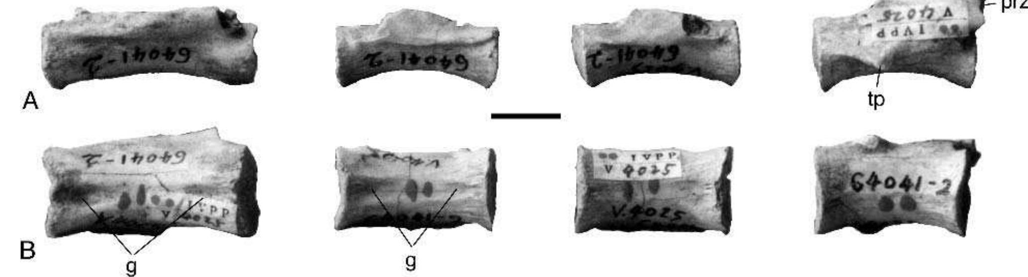 Caudal vertebrae of tugulusaurus faciles (ivpp v 4025,