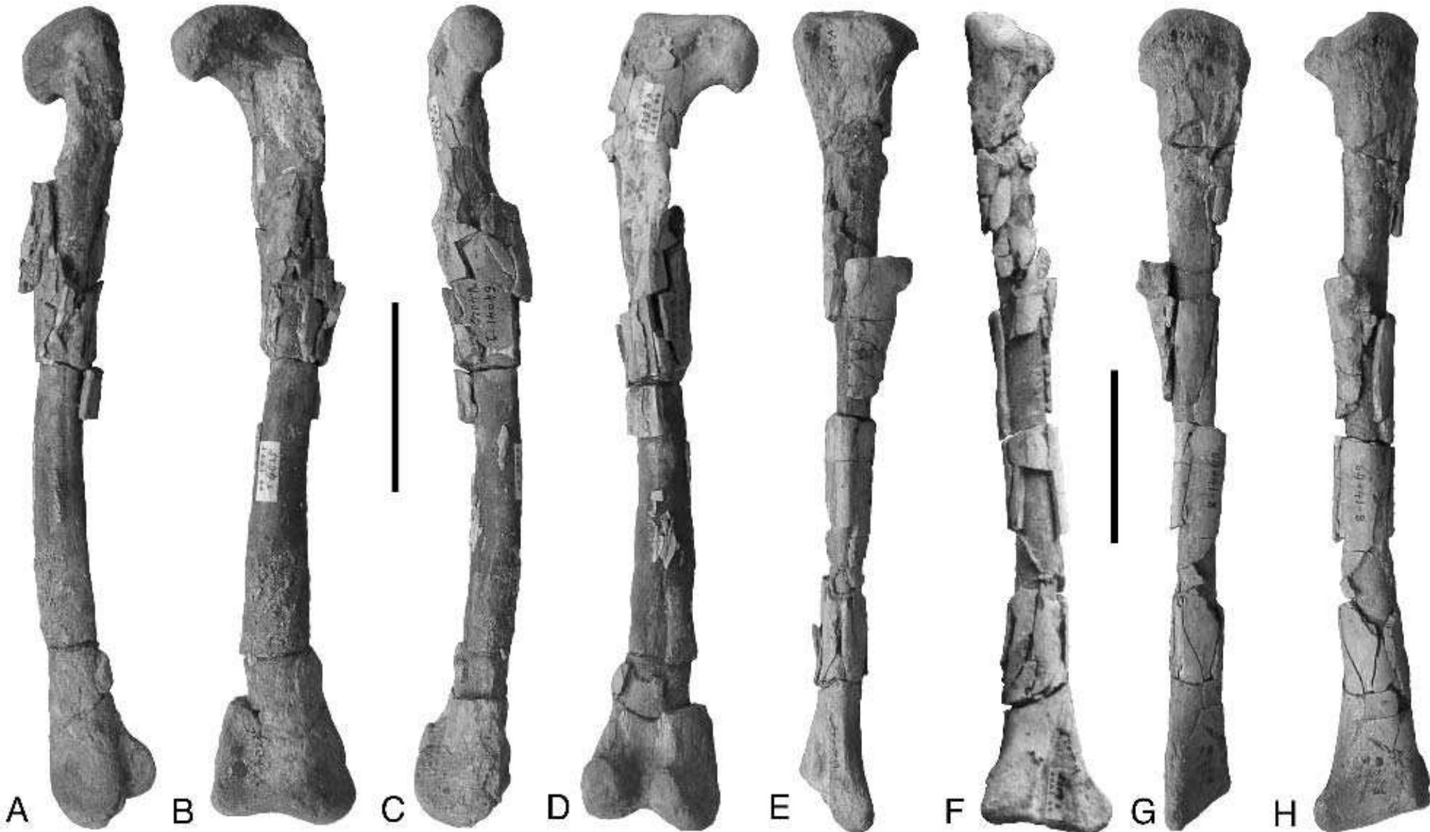 Tugulusaurus faciles, hind-limb elements (ivpp v 4025,