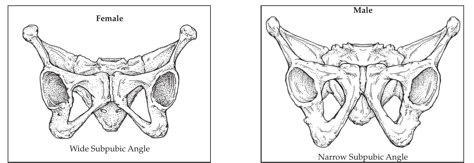 8 Sex Related Differences In The Pelvis Anterior View