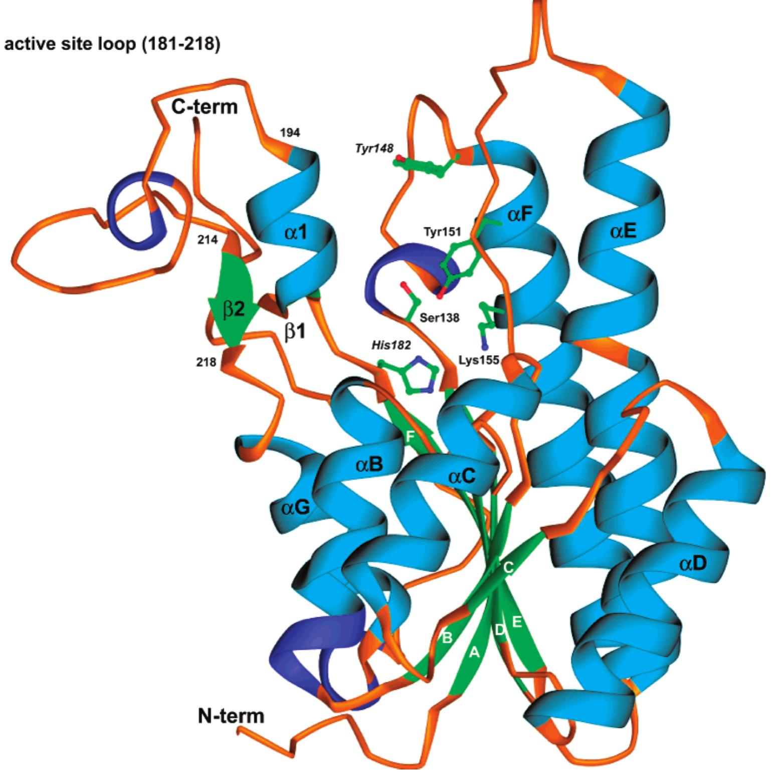 Ficuree 1: structural organization of 33/176-hsd. ribbon