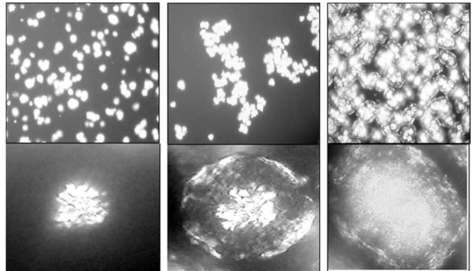 Figure 8 - from On the fractional crystallization of palm