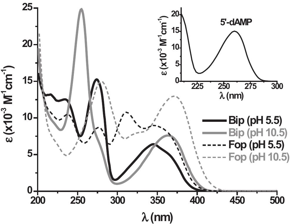 Absorption spectra of bip (solid lines) and fop (dashed