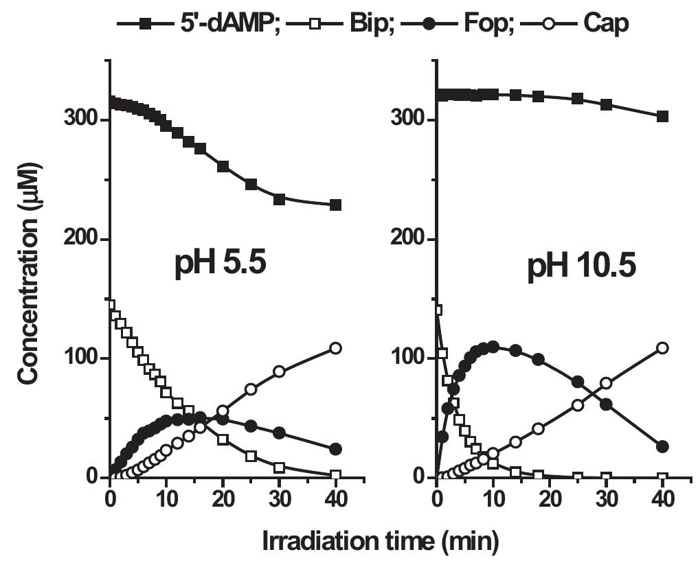Evolution of the 5'-damp, bip, fop and cap concentrations