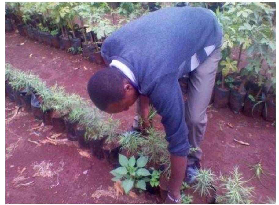 Root pruning is the cutting of roots to control root system