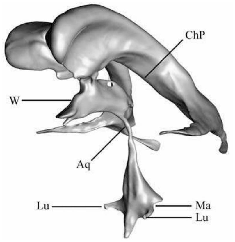 Rendering of a human cerebral ventricular space. original