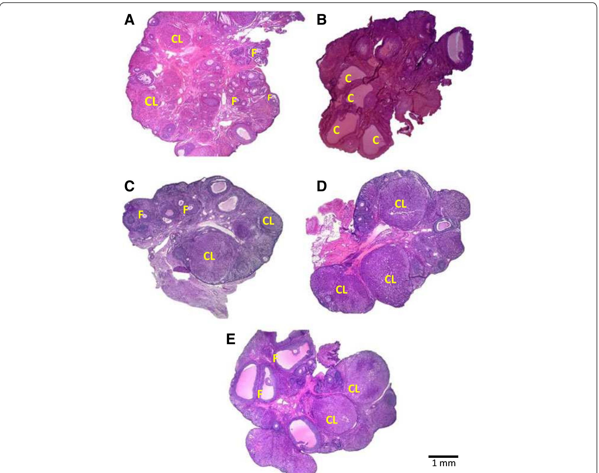 Ovarian histology in ev-induced pcos rat after of the lsvn,