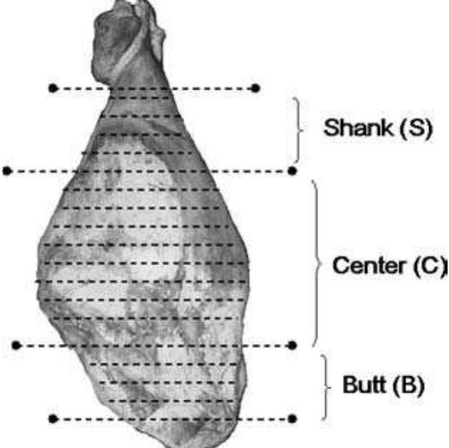 Muscle sample location of the different sections of