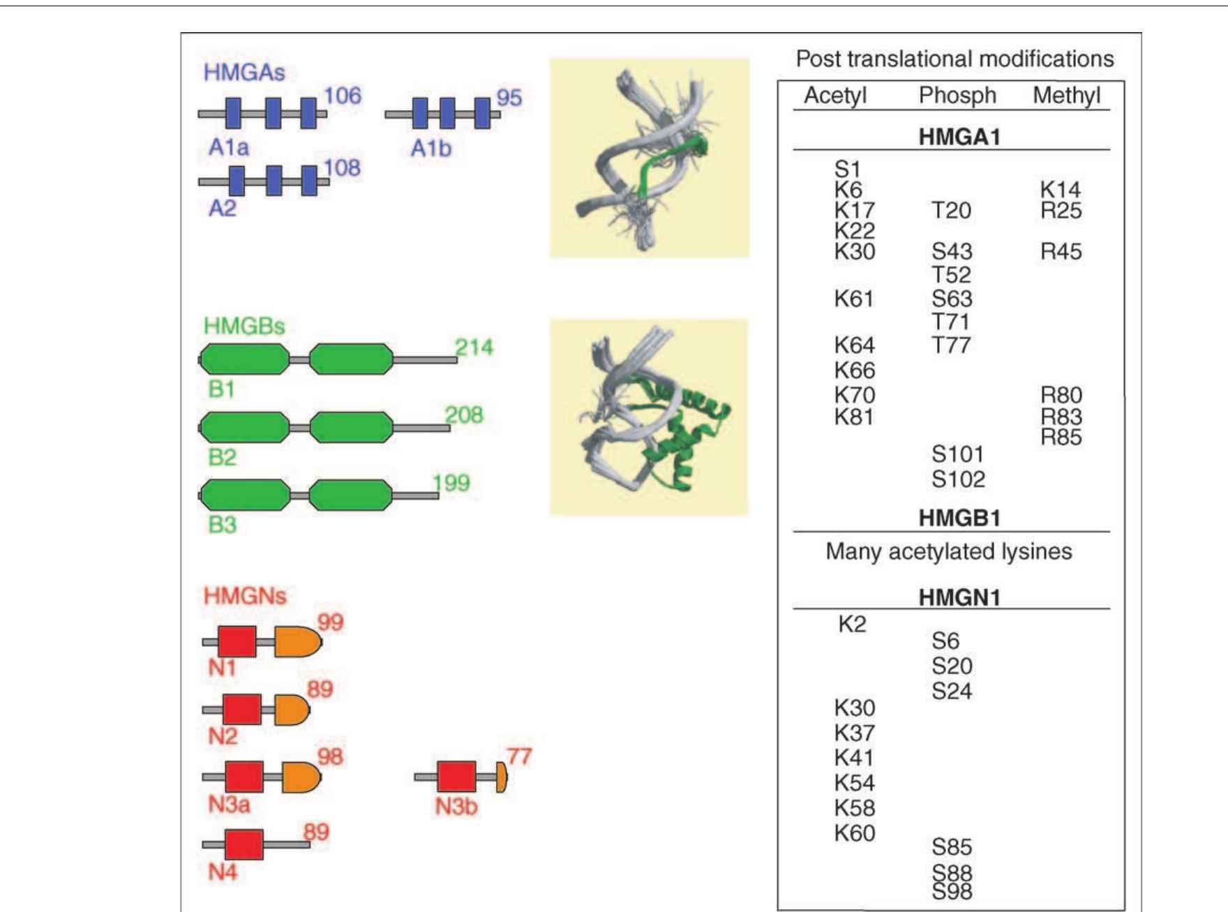 Structure of hmg proteins. the diagram represents the hmg