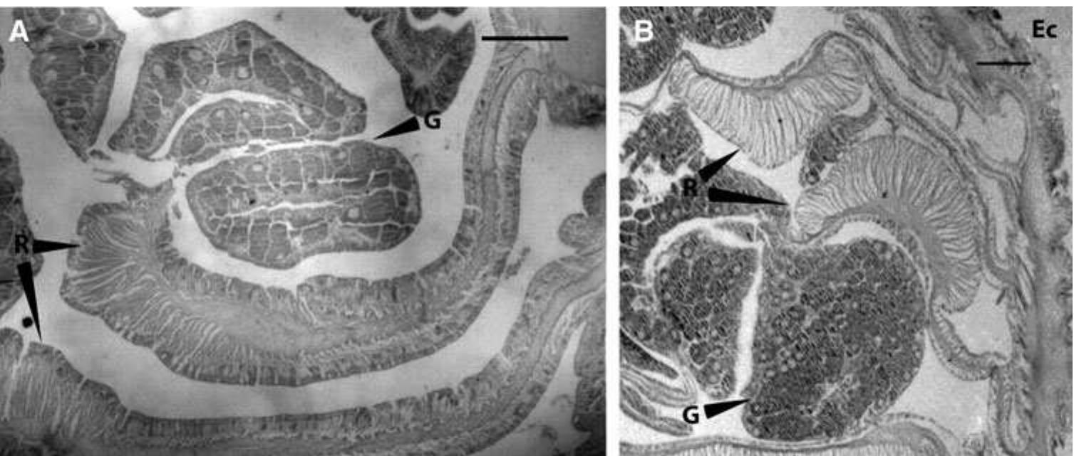 Internal anatomy, cross-section showing mesenteries with