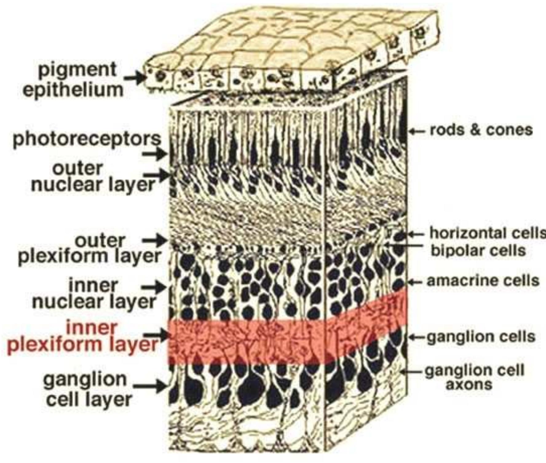 Figure 9 - Simple anatomy of the retina